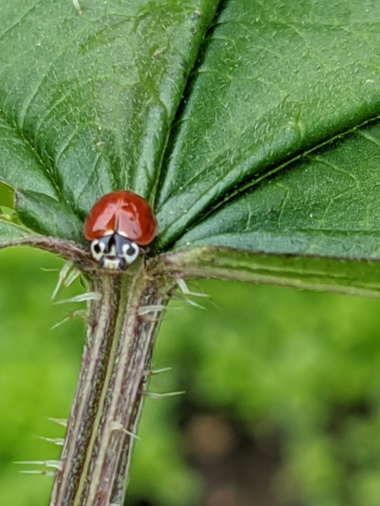 Bodywork – 🐝 Bex Bee