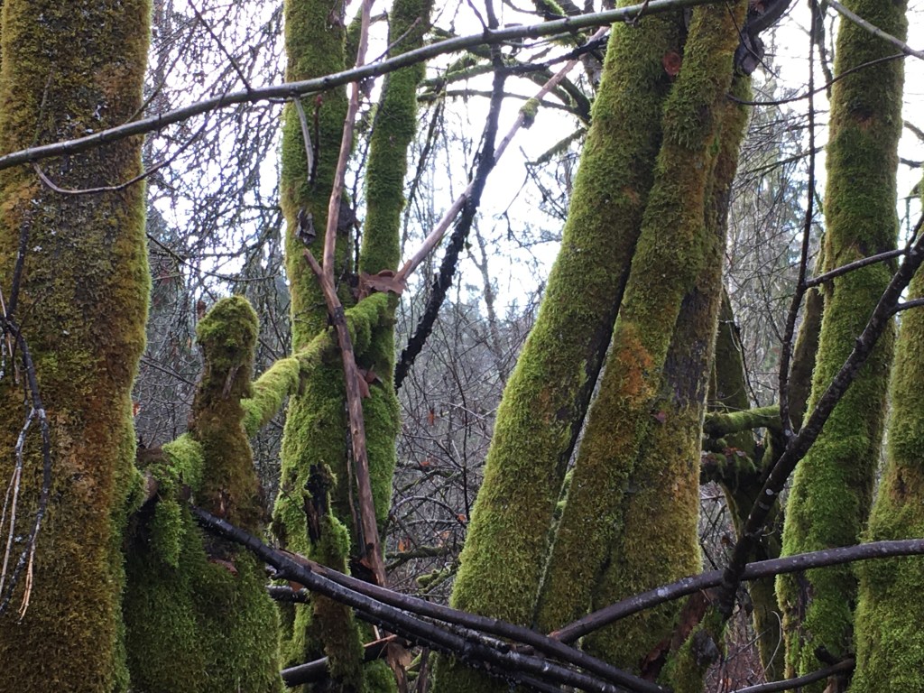 Bodywork – 🐝 Bex Bee