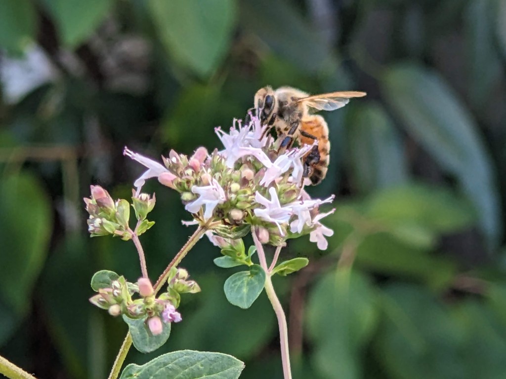 Bodywork – 🐝 Bex Bee